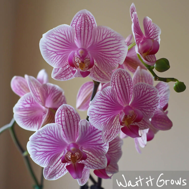 Orchid Temperature Range: Caring for Your Orchids | WaitItGrows
